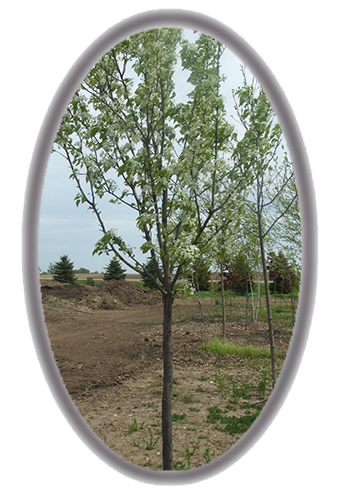 Redspire Pear - Srbs Trees