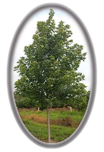 Celebration Maple - Srbs Trees