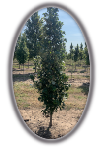 Regal Prince Oak - Srbs Trees
